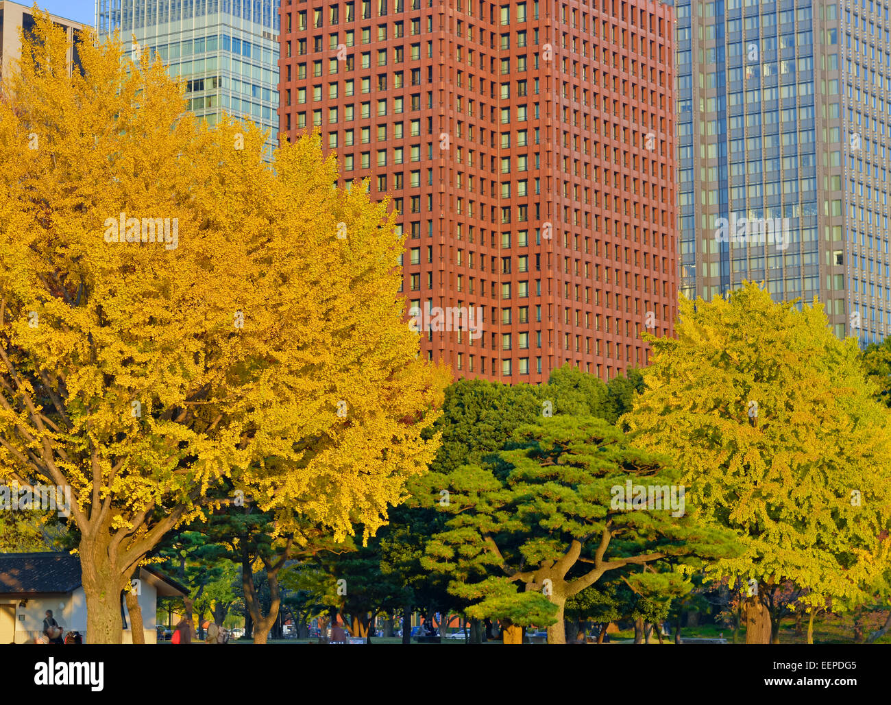 Trees in Fall foliage in Tokyo, Japan Stock Photo - Alamy