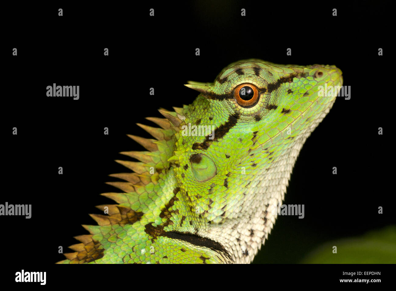 Crested Green Lizards High Resolution Stock Photography and Images - Alamy