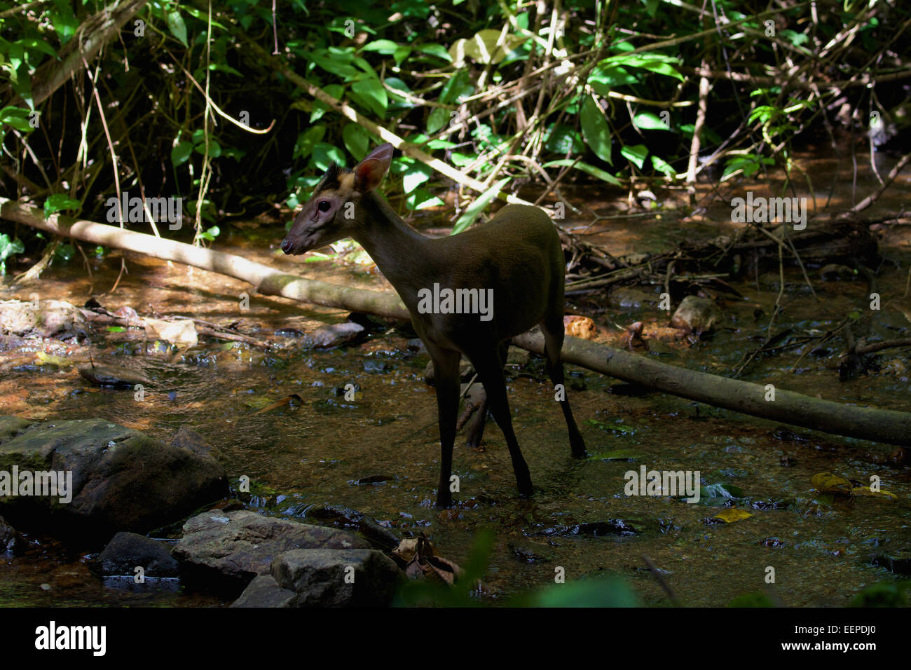 Feas muntjac hi-res stock photography and images - Alamy
