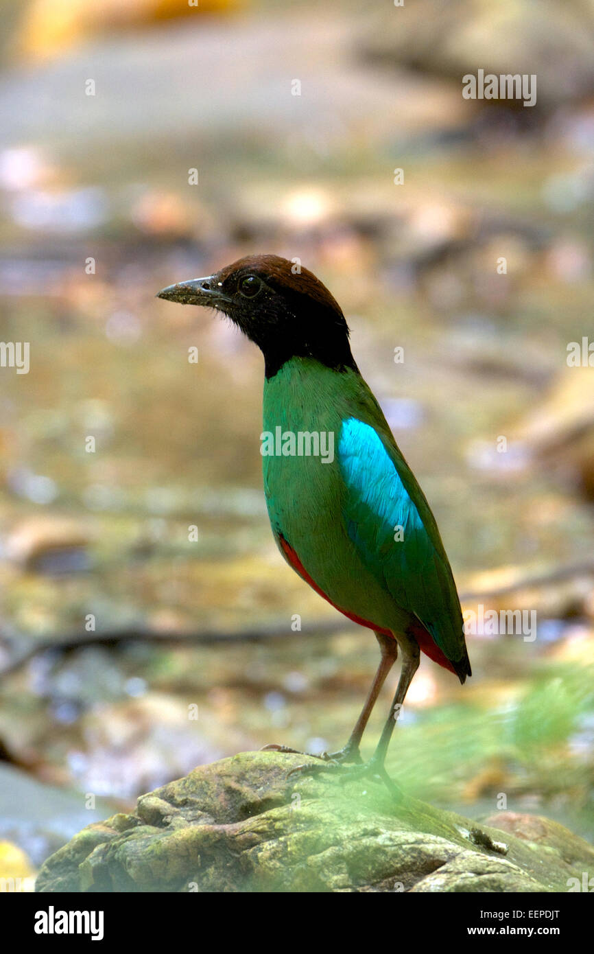 The hooded pitta (Pitta sordida) is a passerine bird. It is common in ...