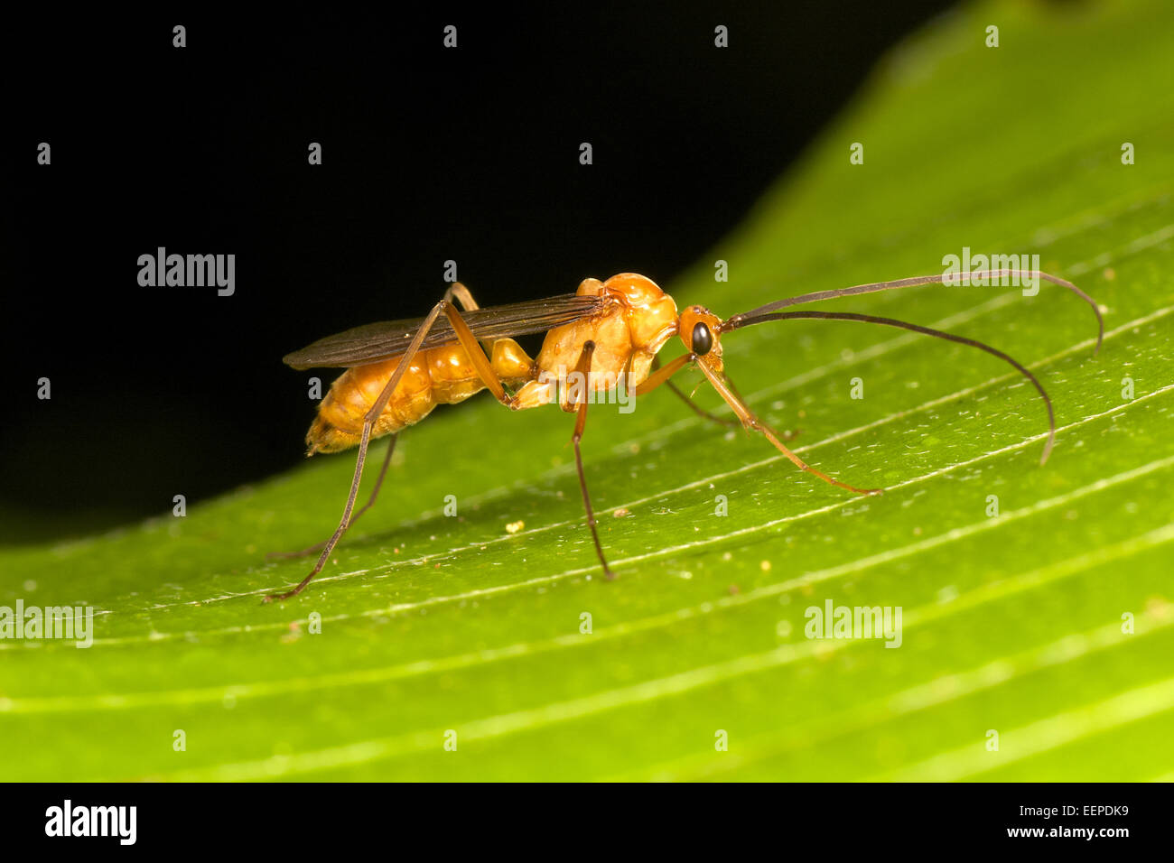 Hymenoptera ichneumon ichneumonidae hi-res stock photography and images ...