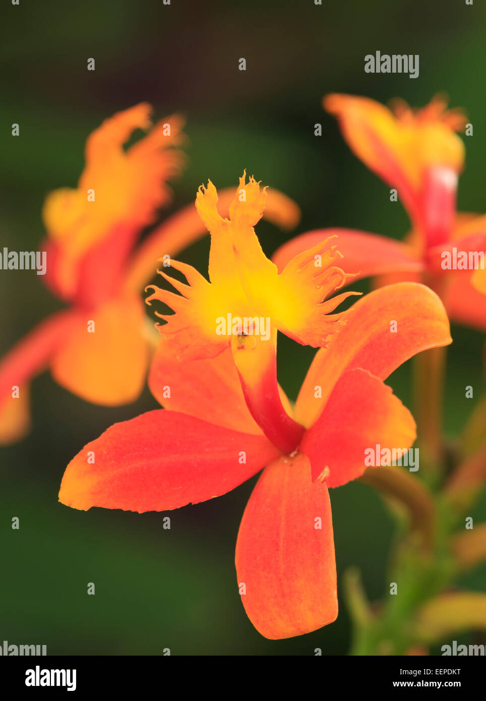 Epidendrum hybrid hi-res stock photography and images - Alamy