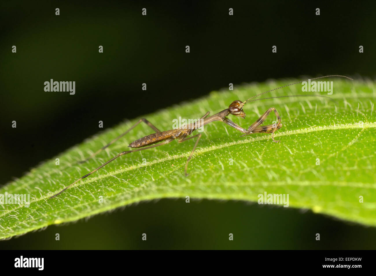 Mantis Nymph, Thailand Stock Photo - Alamy