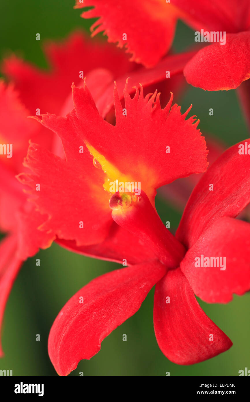 Epidendrum hybrid hi-res stock photography and images - Alamy