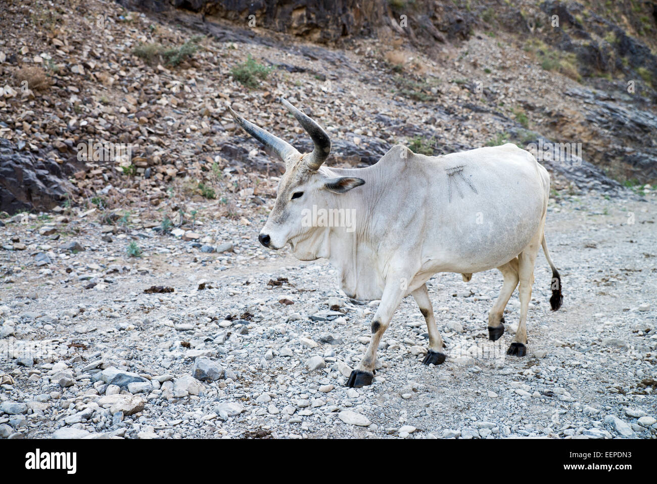 ethiopian cow, Ethiopia Stock Photo - Alamy