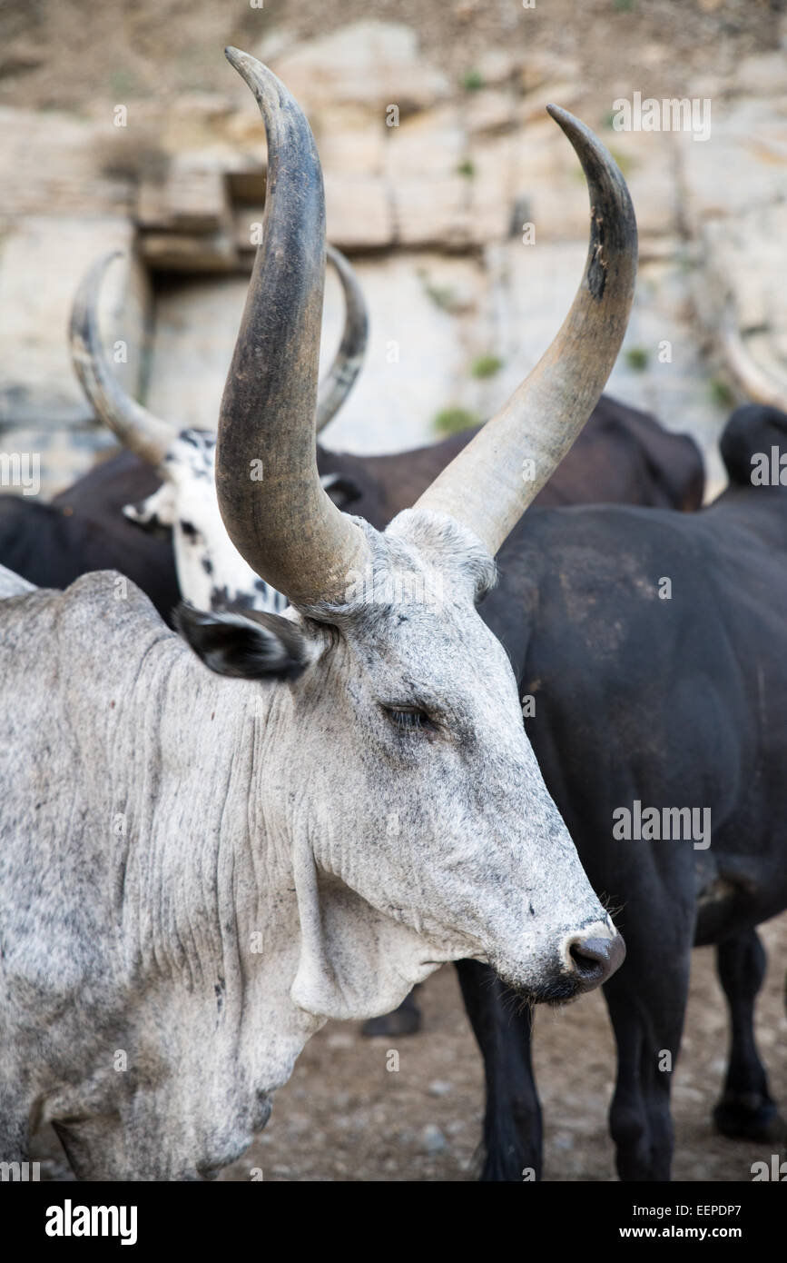 herd of cows, Ethiopia Stock Photo - Alamy