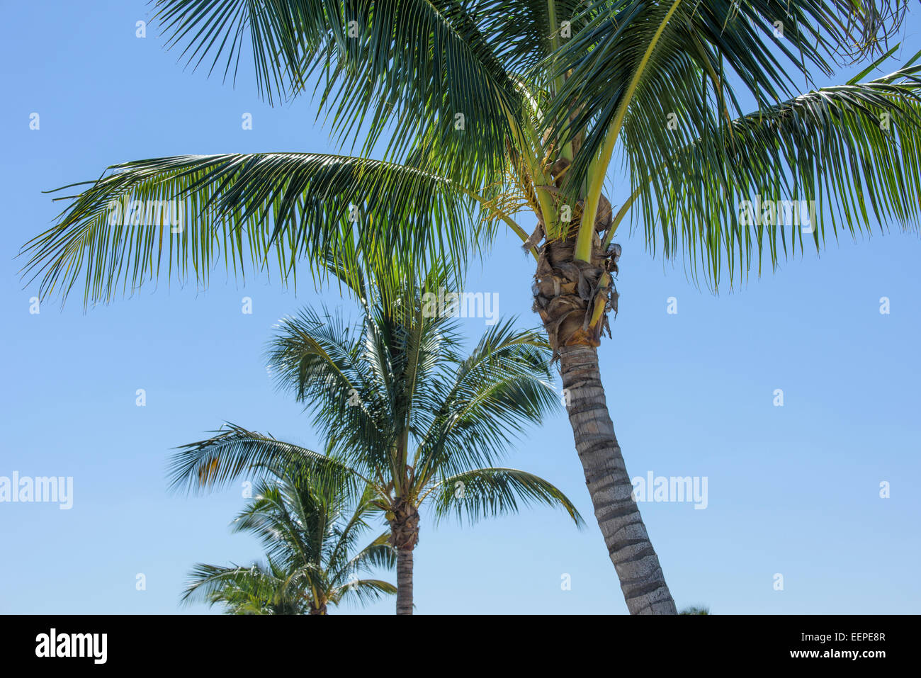 Coconut Palm trees against blue sky Stock Photo - Alamy