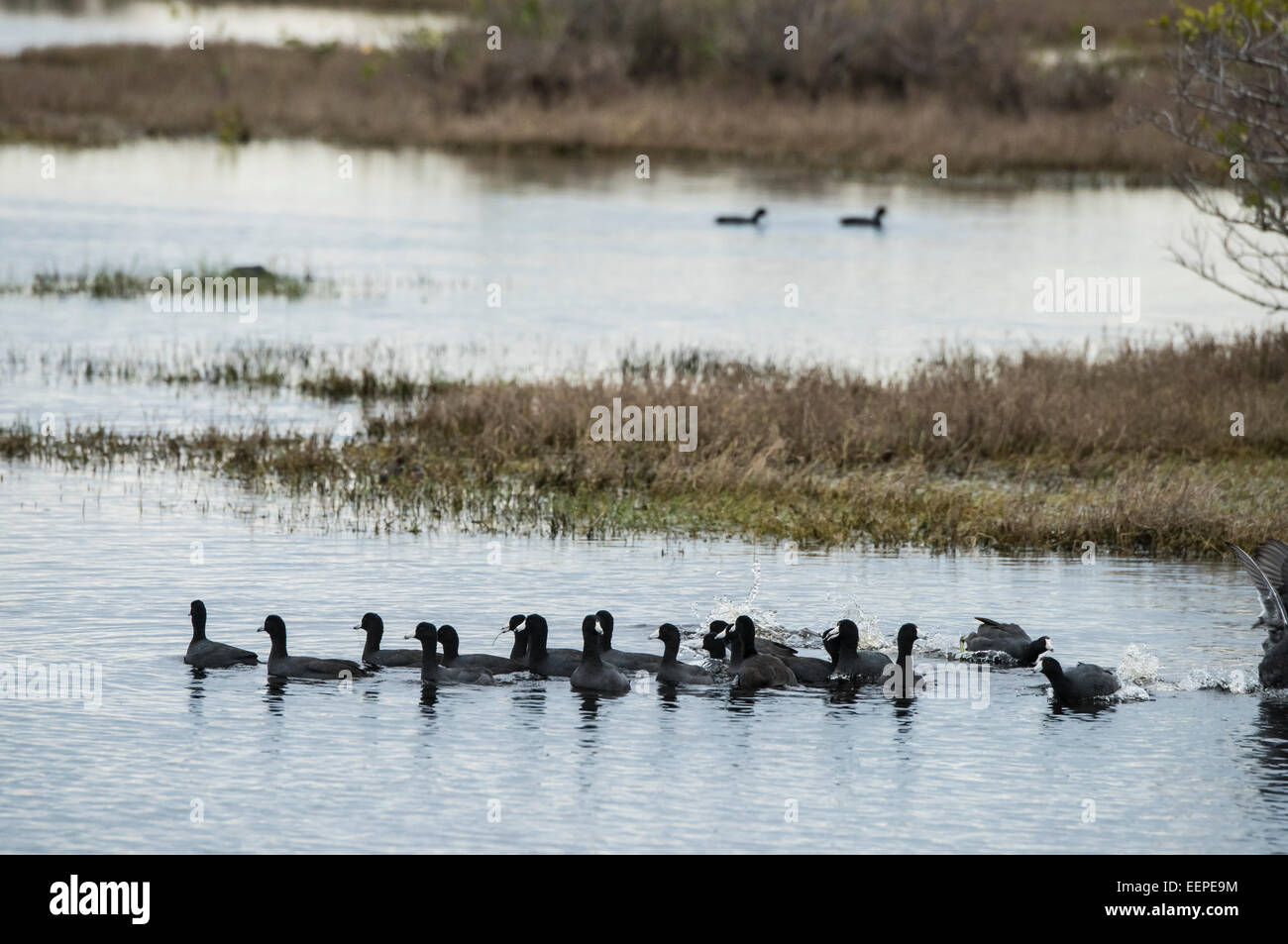 American Coots and marsh at Merritt Island NWR Stock Photo - Alamy
