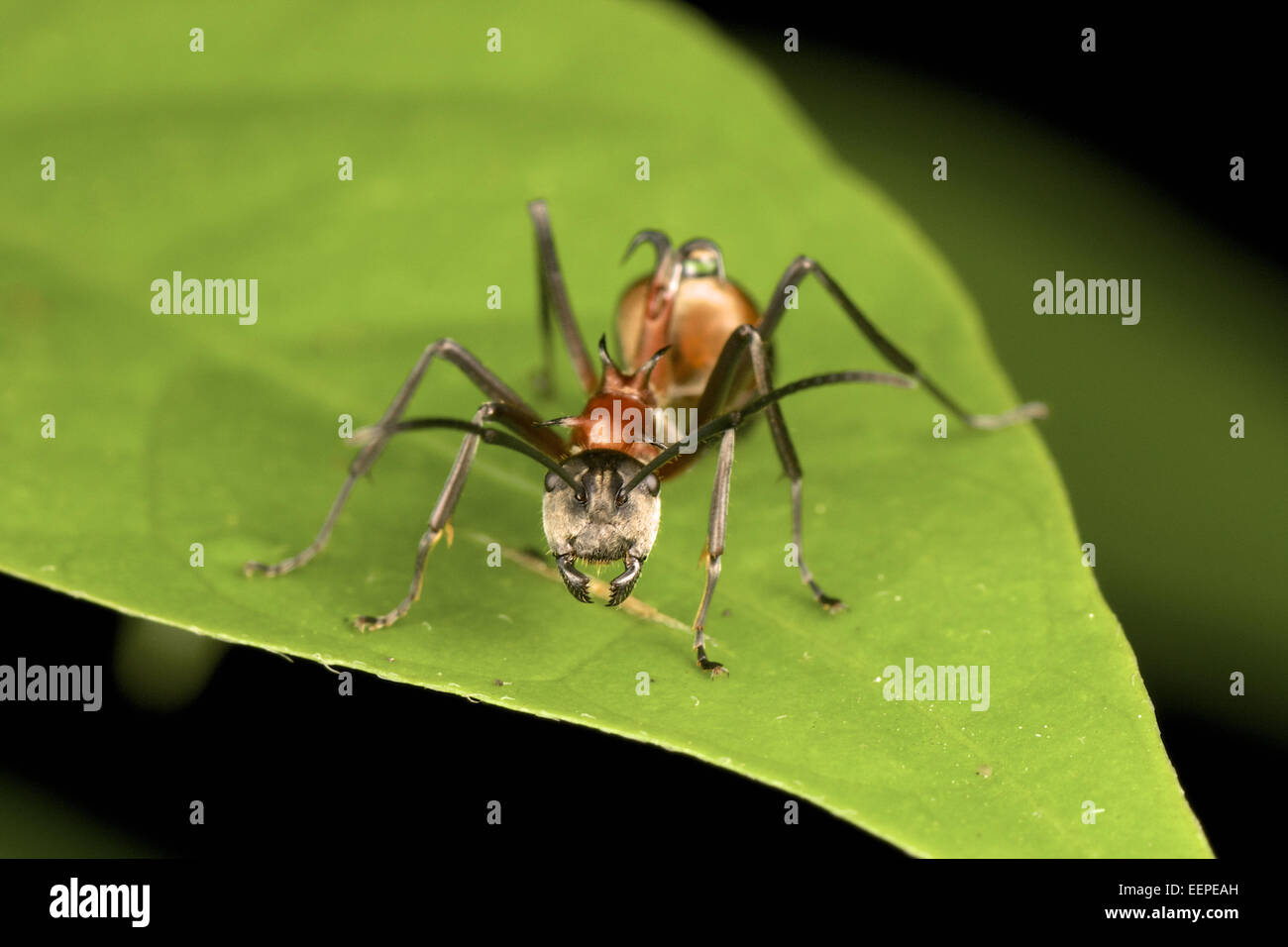 Polyrhachis hi-res stock photography and images - Alamy
