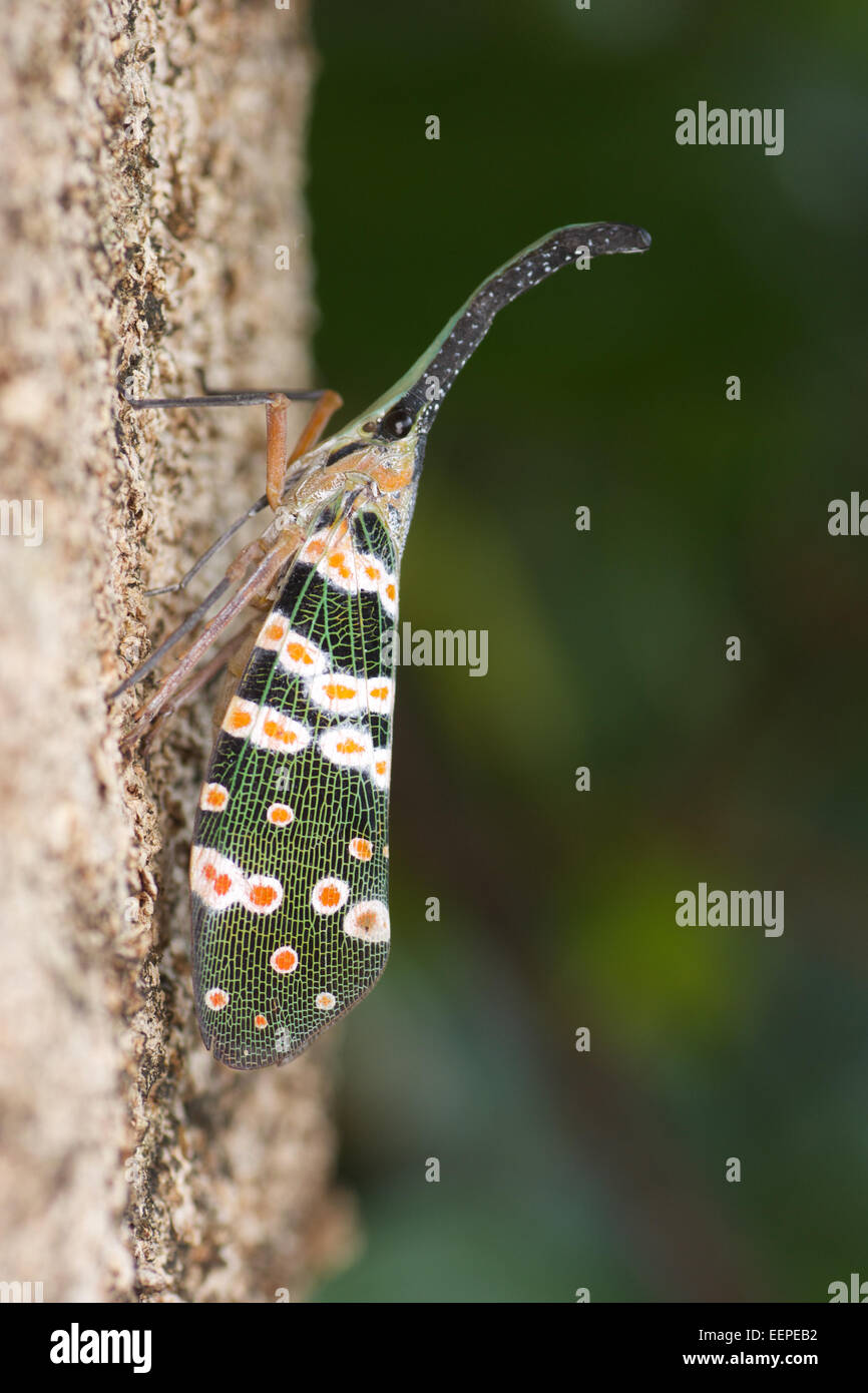 Pyrops hi-res stock photography and images - Alamy