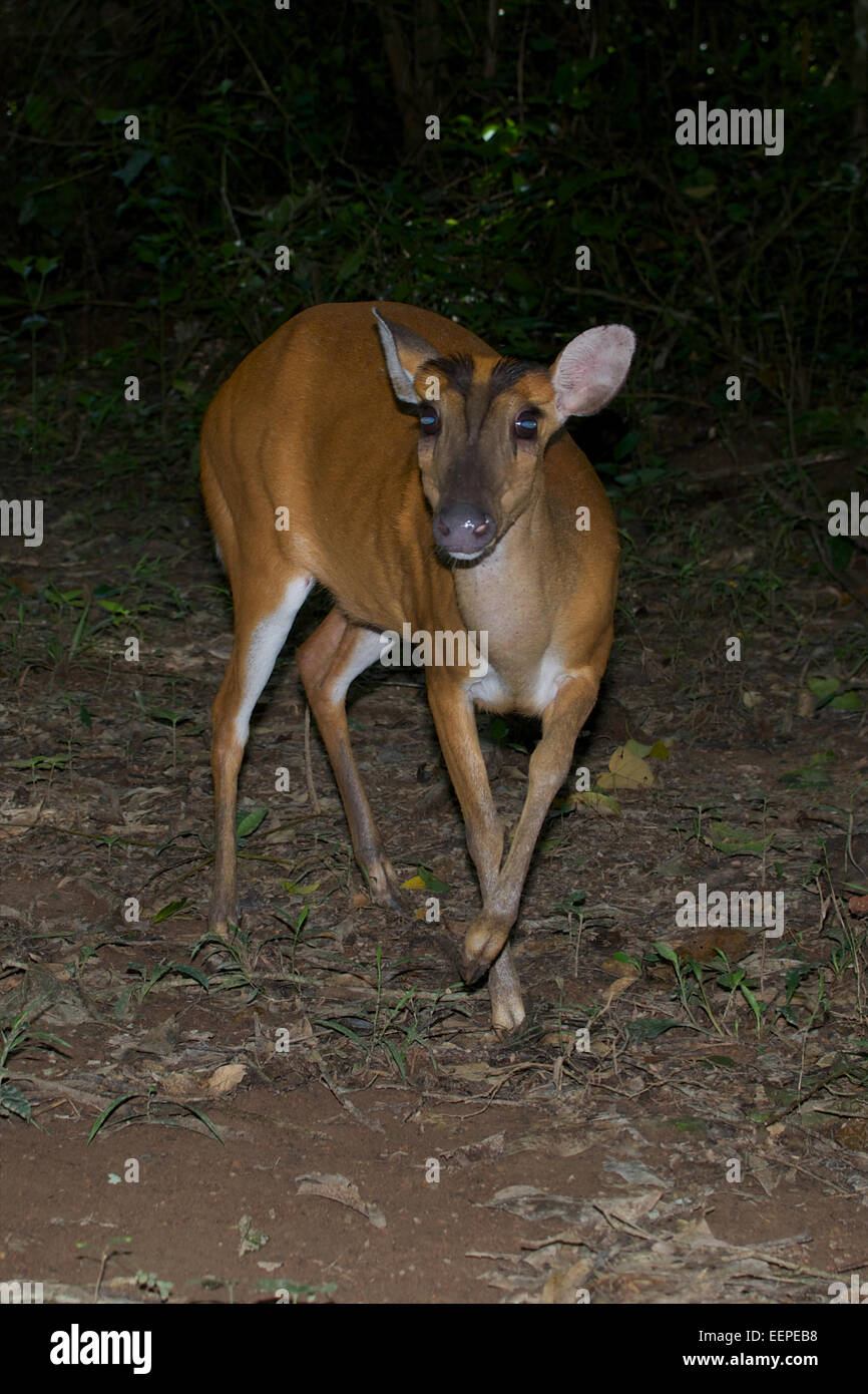 Muntjac deer barking hi-res stock photography and images - Alamy
