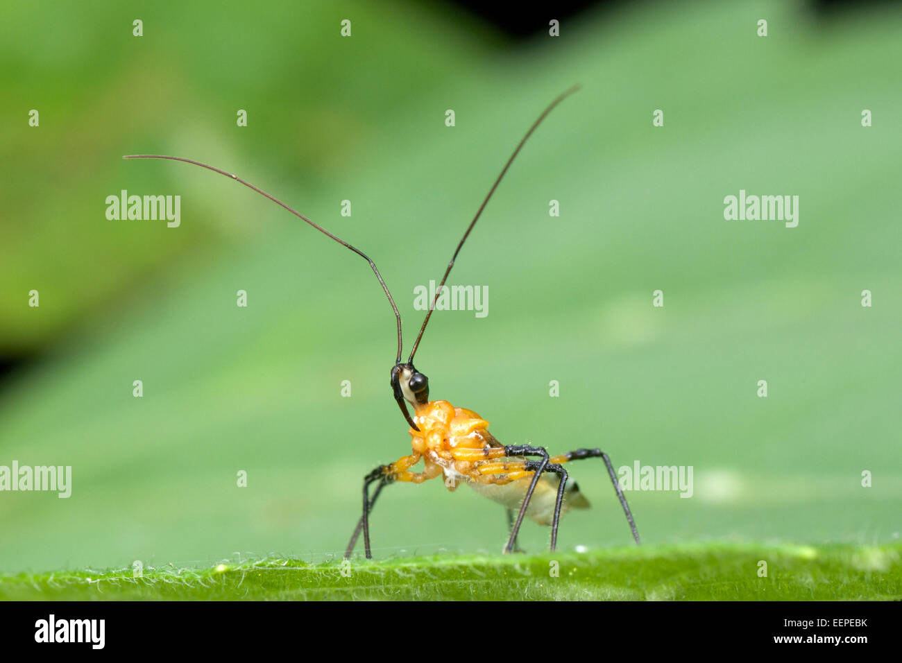 Reduviidae Assassin bug Stock Photo - Alamy