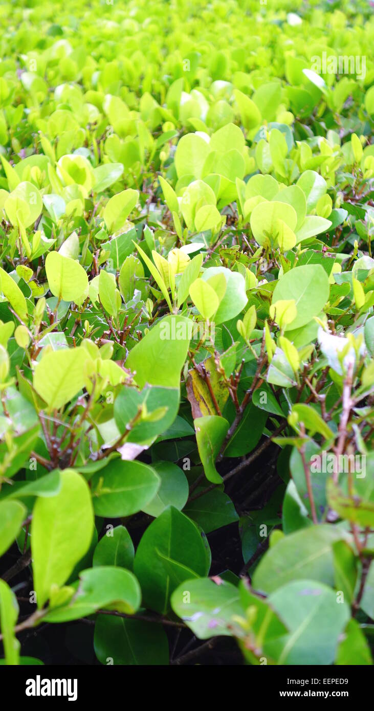 Nature at its top hi-res stock photography and images - Alamy