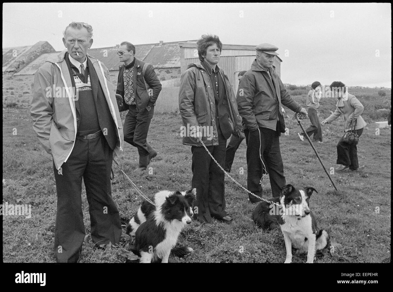 Sheepdog Trials in Shetland Stock Photo - Alamy