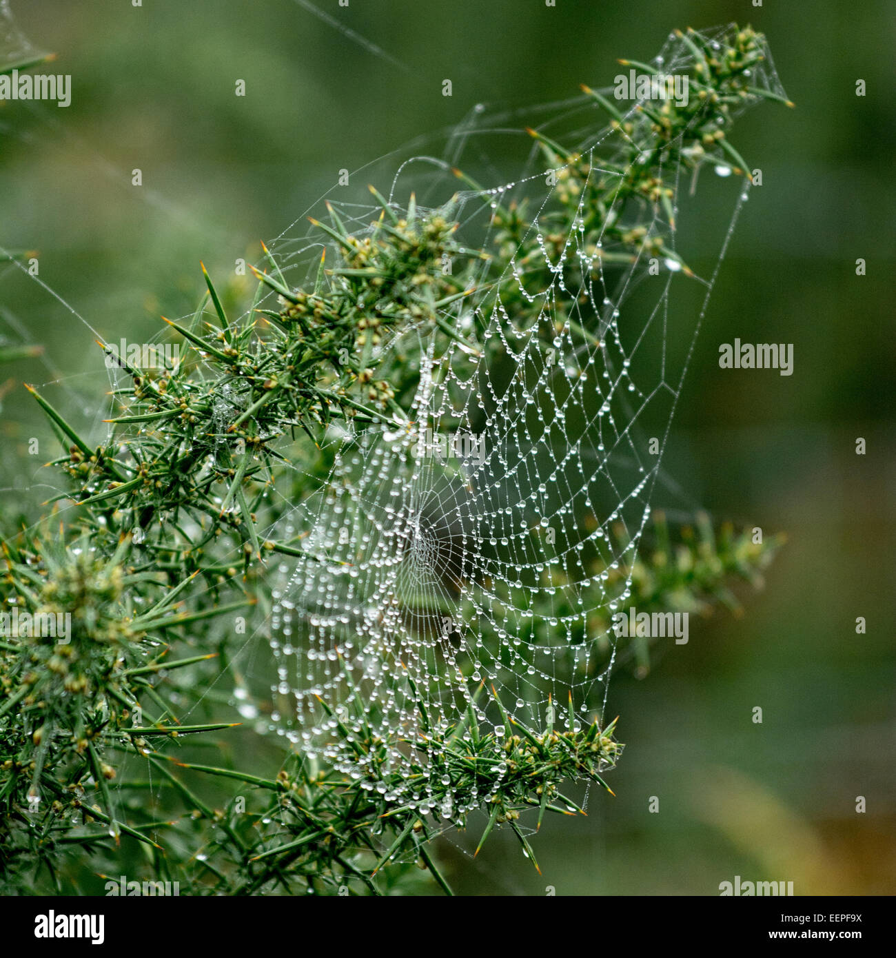 Dew covered cobweb hi-res stock photography and images - Alamy