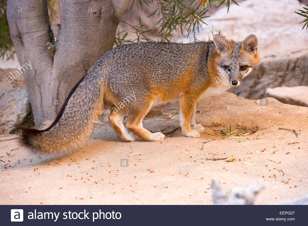 Arizona Desert Animal Stock Photos & Arizona Desert Animal Stock Images ...