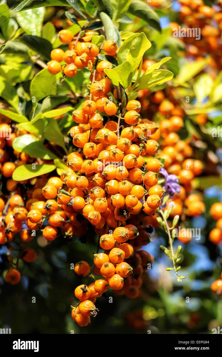 Duranta erecta hi-res stock photography and images - Alamy