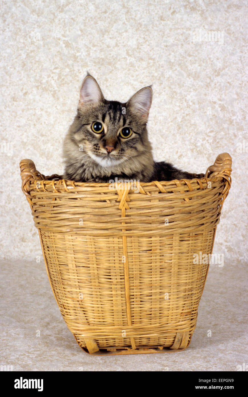 Tabby cat in basket Stock Photo - Alamy