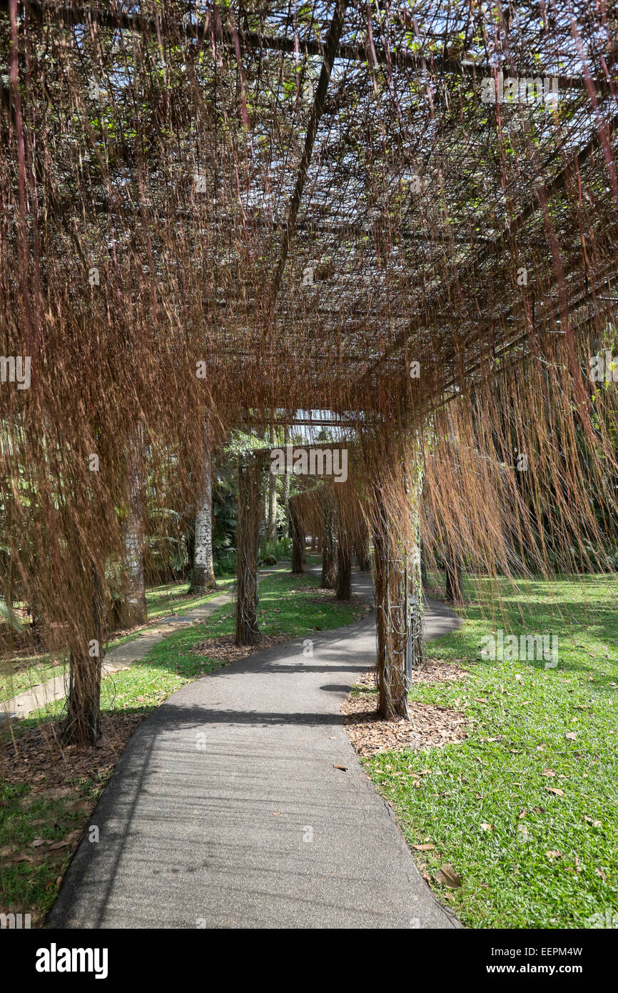 Singapore Botanic Gardens. Curtain of roots Stock Photo - Alamy