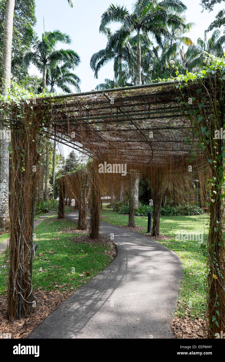 Singapore Botanic Gardens. Curtain of roots Stock Photo - Alamy
