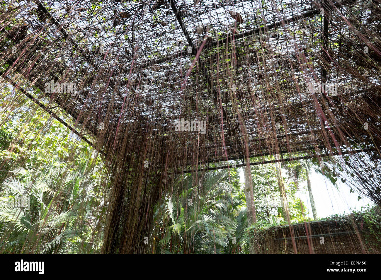 Singapore Botanic Gardens. Curtain of roots Stock Photo - Alamy