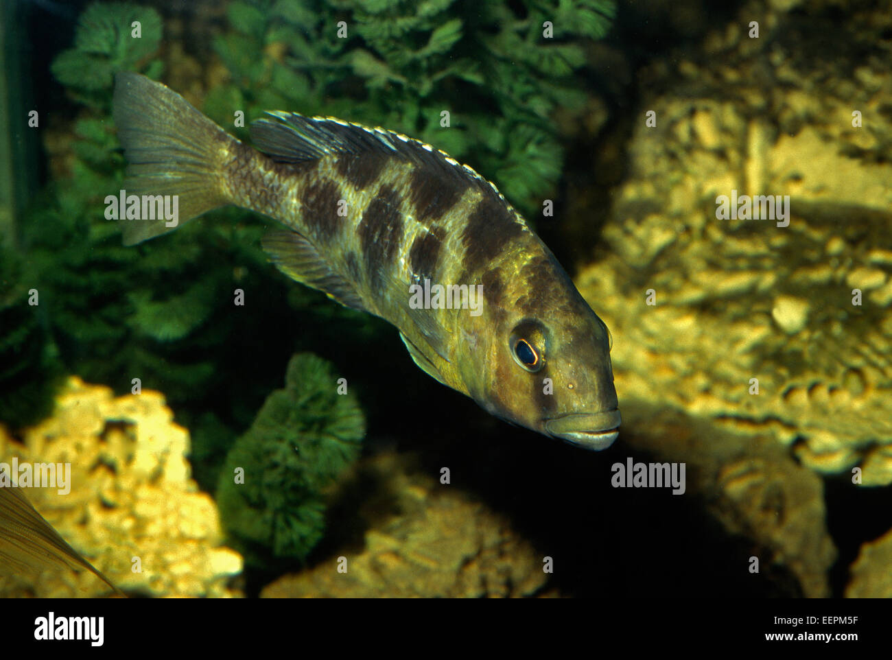 Venustus Cichlid Fry