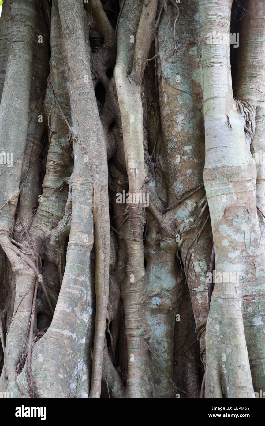 Singapore Tree Top nature walk. Banyan tree roots Stock Photo - Alamy