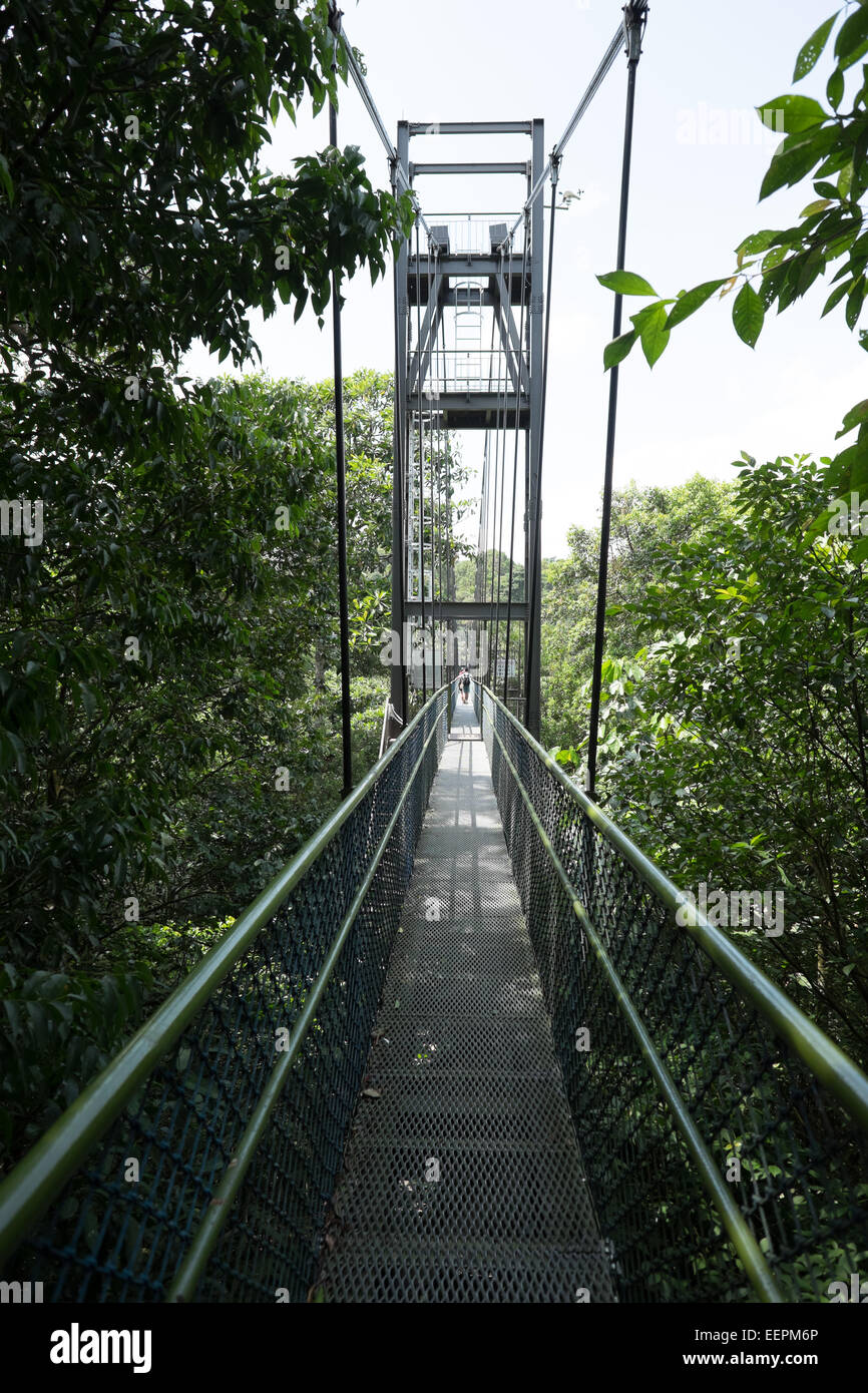 Singapore Tree Top nature walk Stock Photo - Alamy