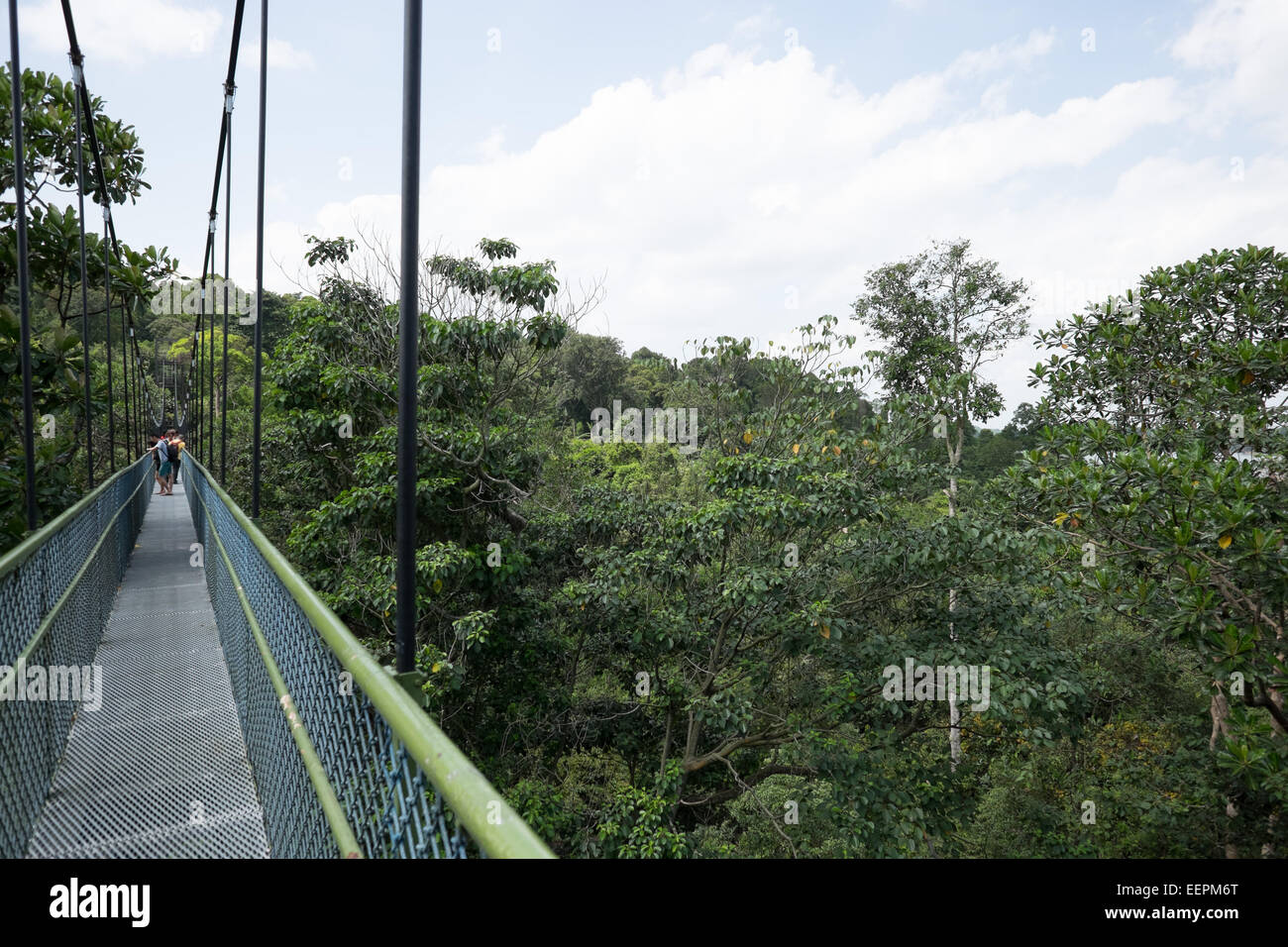 Singapore tree top nature walk hi-res stock photography and images - Alamy