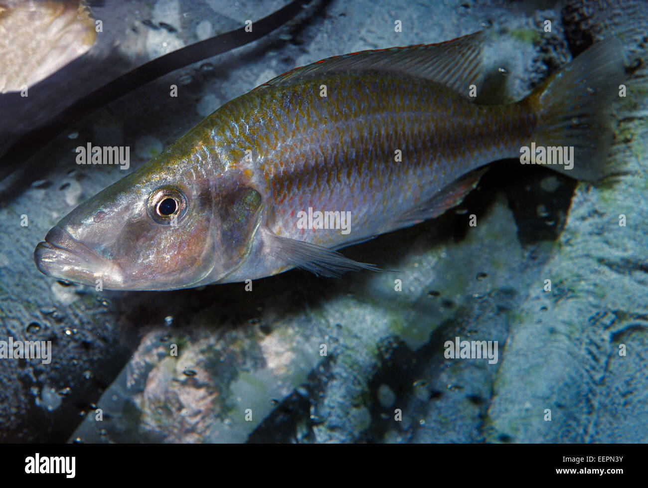 Lowveld largemouth, Serranochromis robustus, Cichlidae, Malawi Lake ...