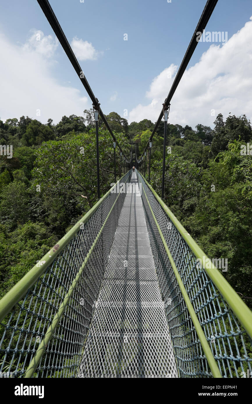 Singapore Tree Top nature walk Stock Photo - Alamy