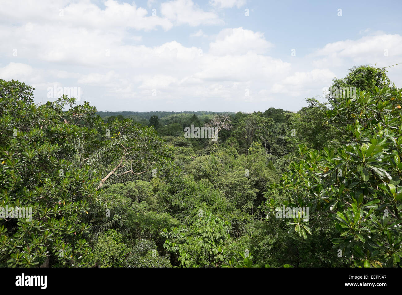 Singapore Tree Top nature walk Stock Photo - Alamy