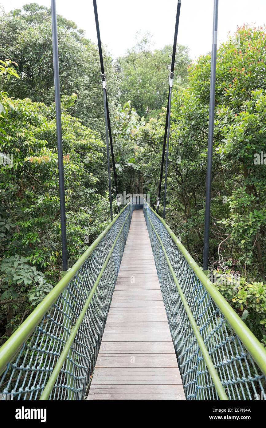 Singapore macritchie nature trail hi-res stock photography and images ...
