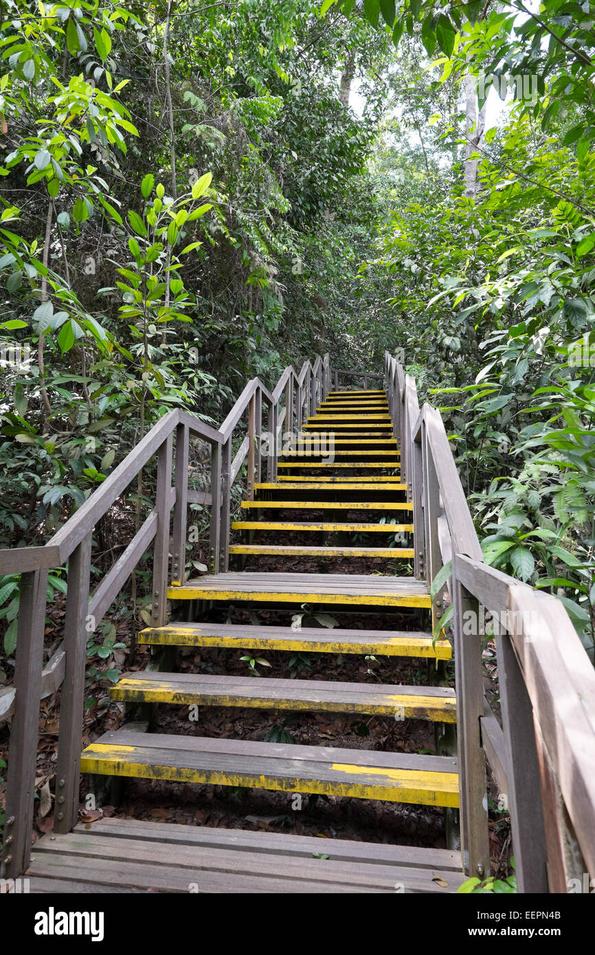 Singapore natrure walk hi-res stock photography and images - Alamy