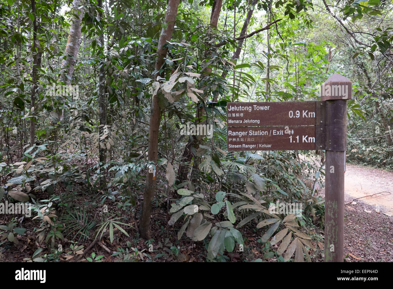 Singapore Tree Top nature walk Stock Photo - Alamy