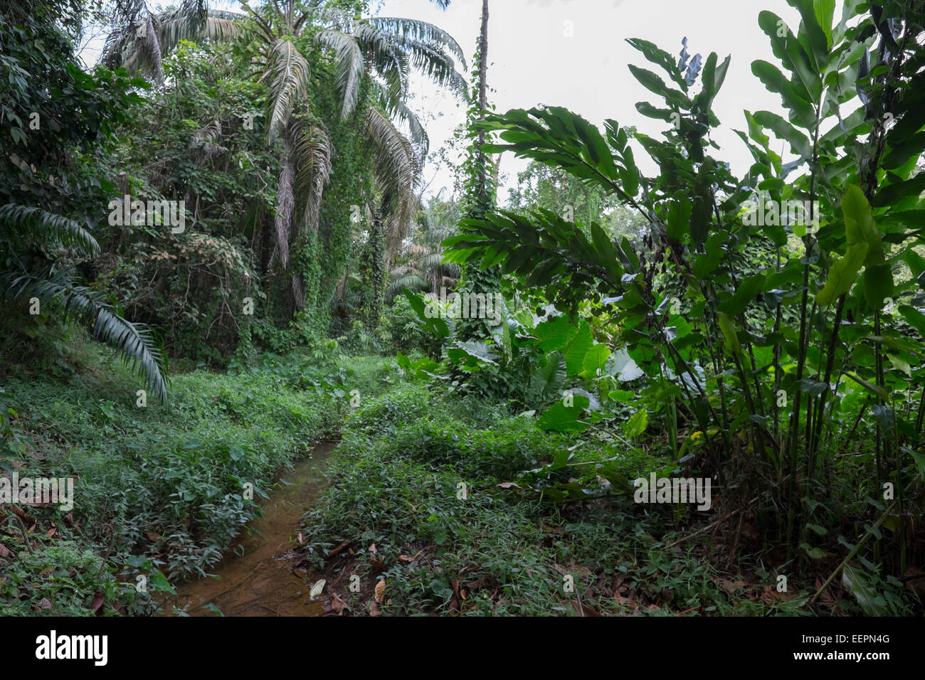 Singapore Tree Top nature walk. Tropical jungle trail Stock Photo - Alamy