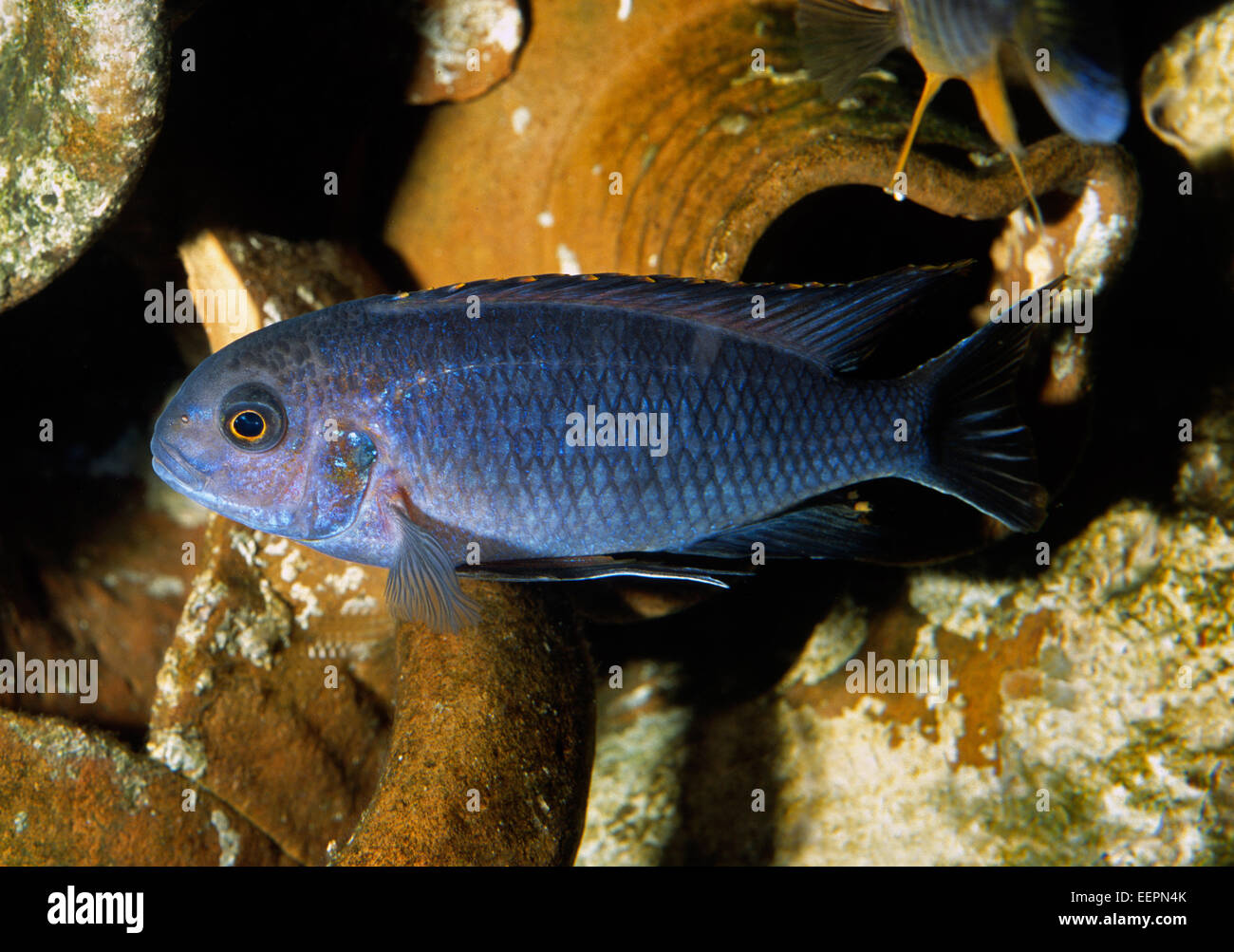Pseudotropheus tropheops Cichlidae, Malawi Lake, Africa Stock Photo - Alamy