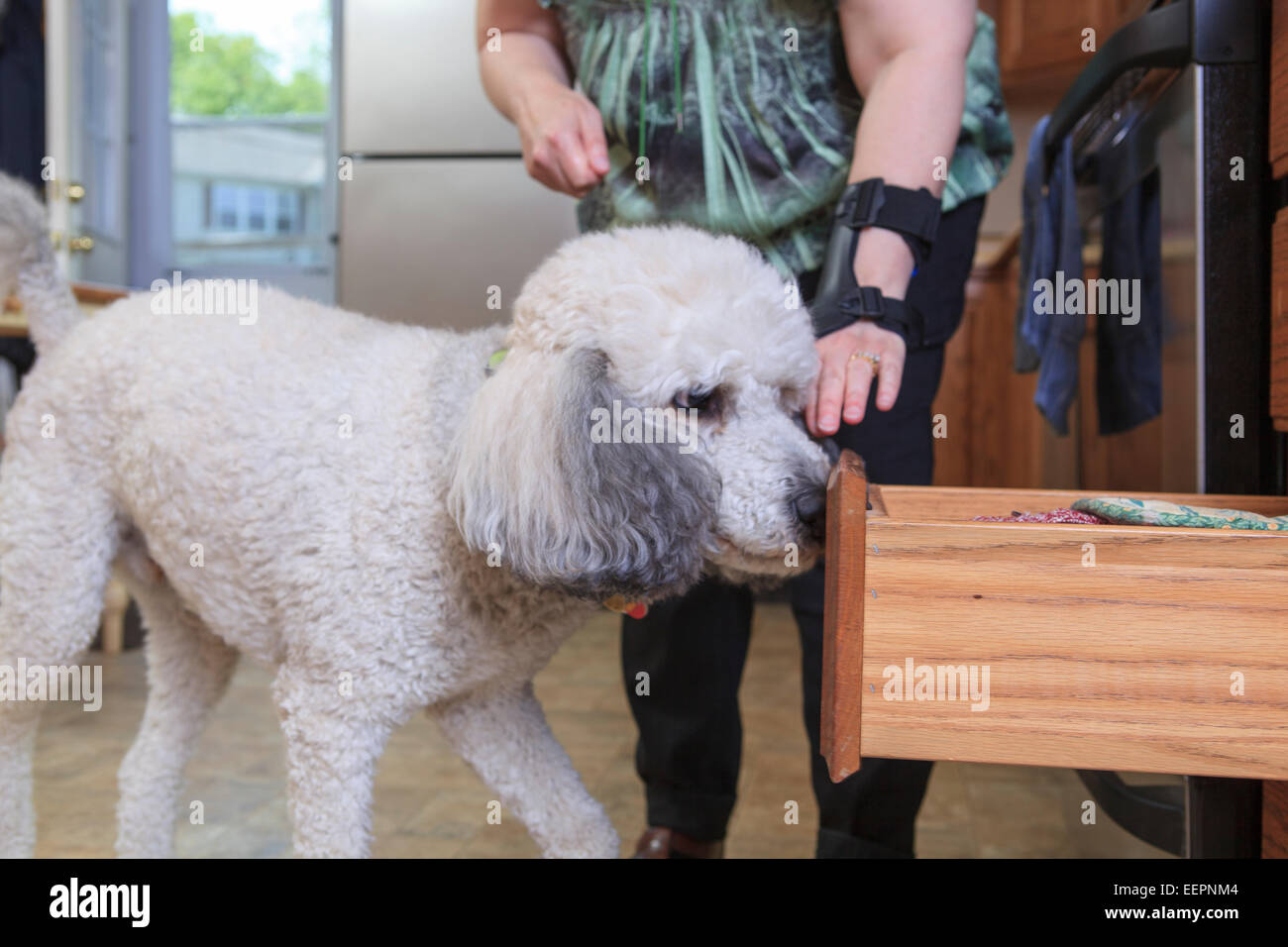 Poodle service dog closing a kitchen drawer Stock Photo - Alamy