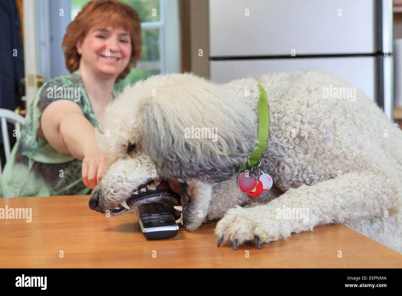 Dog Tv Remote Control High Resolution Stock Photography and Images - Alamy