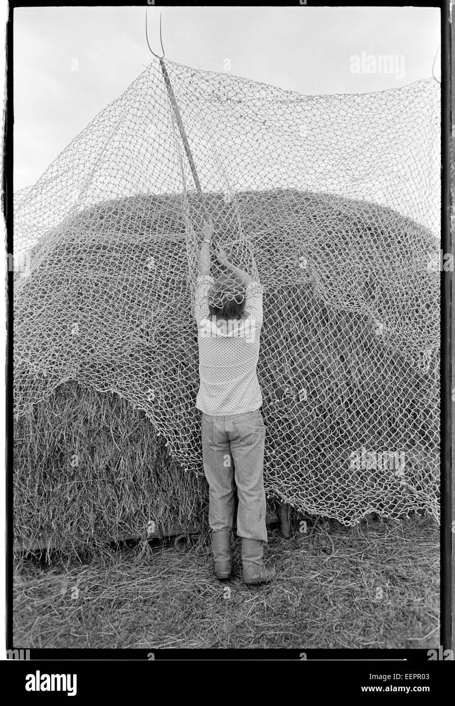 Making haystacks, Fair Isle, Shetland Stock Photo - Alamy