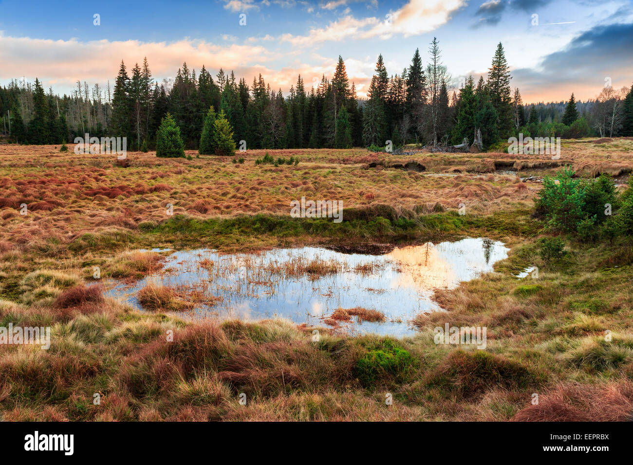 Sumava, Bohemian Forest, peat bog, creek, Javori potok, dusk, autumn ...