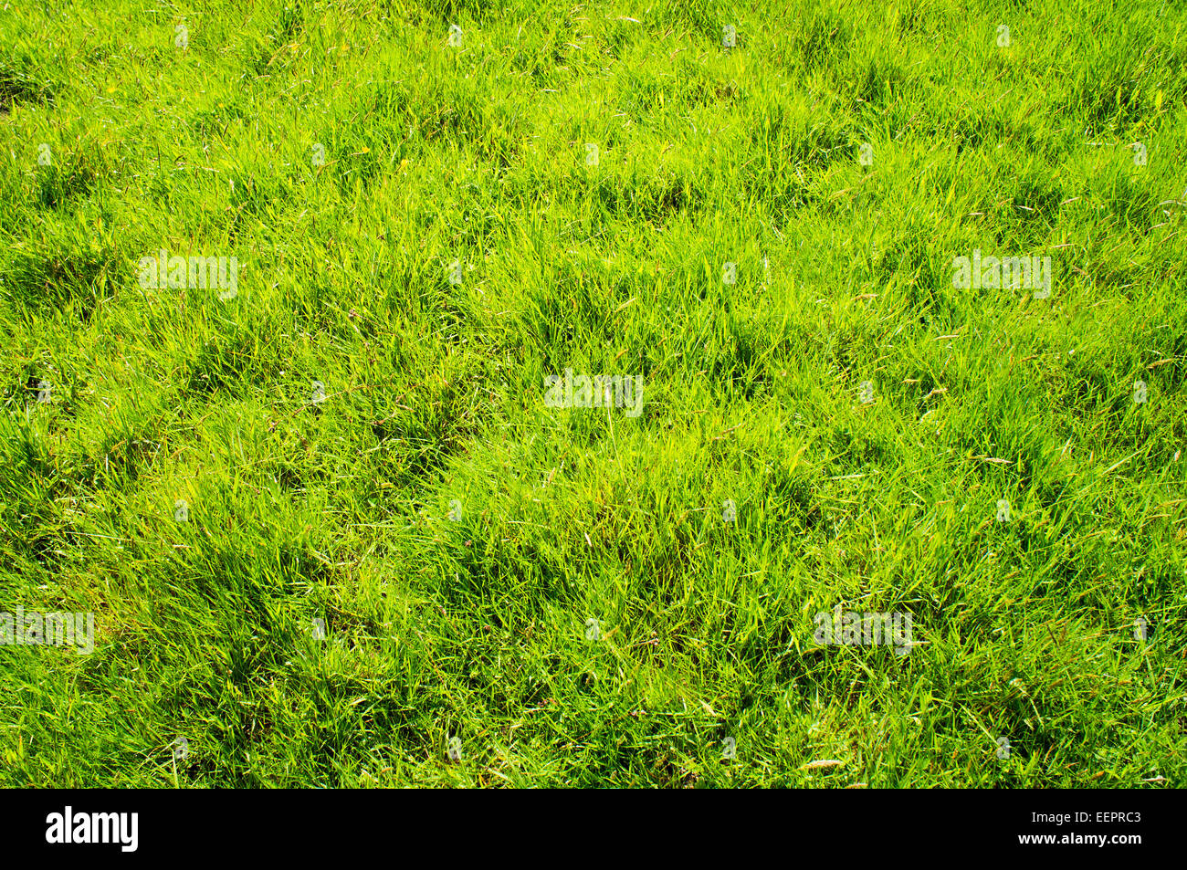 High Beeches Garden Stock Photo - Alamy