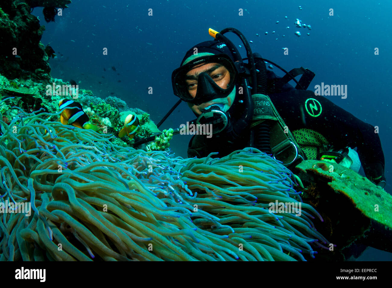 Anilao, Philippines, underwater, marine life, sea life, ocean, sea ...
