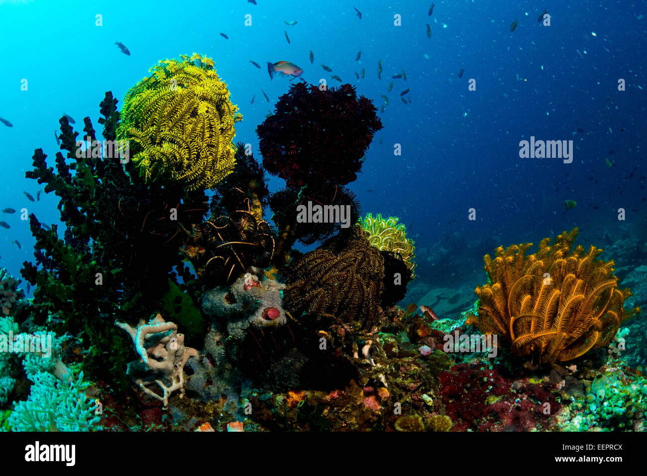 Philippines coral reef underwater anilao hi-res stock photography and ...