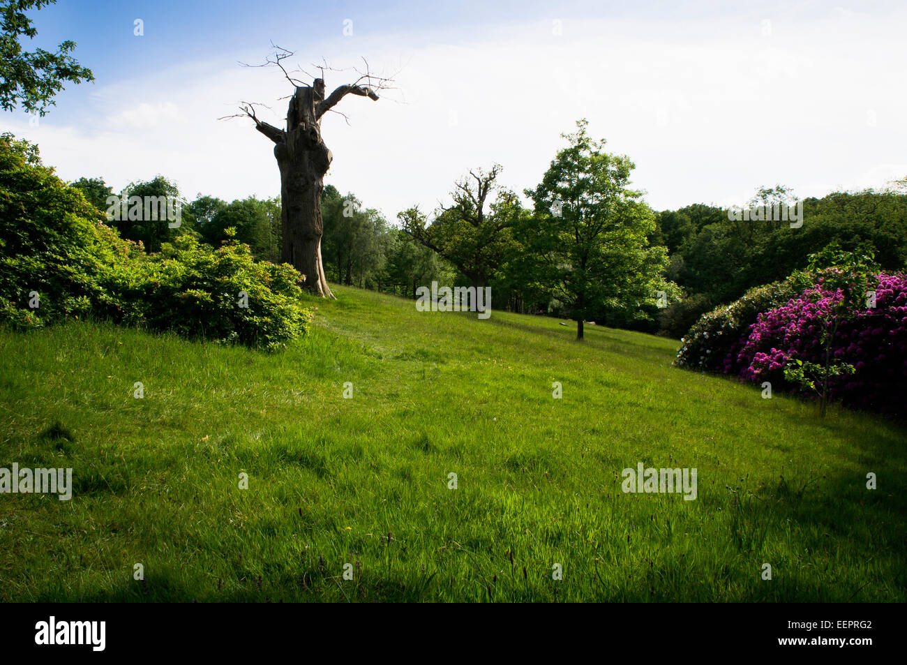High Beeches Garden Stock Photo - Alamy