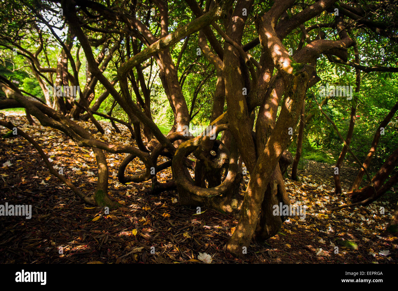 High Beeches Garden Stock Photo - Alamy