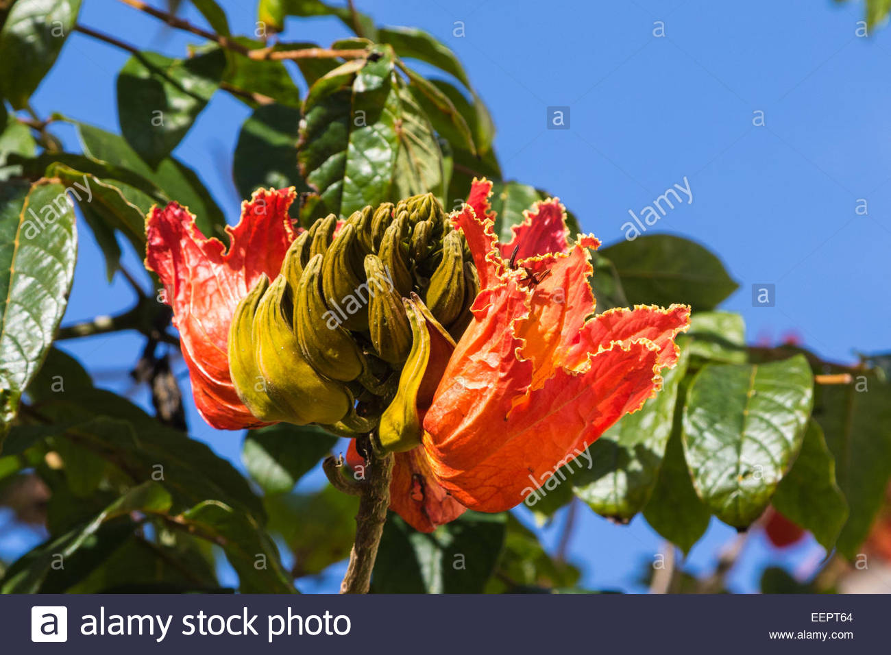 African Tulip Tree Flame Tree High Resolution Stock Photography and ...
