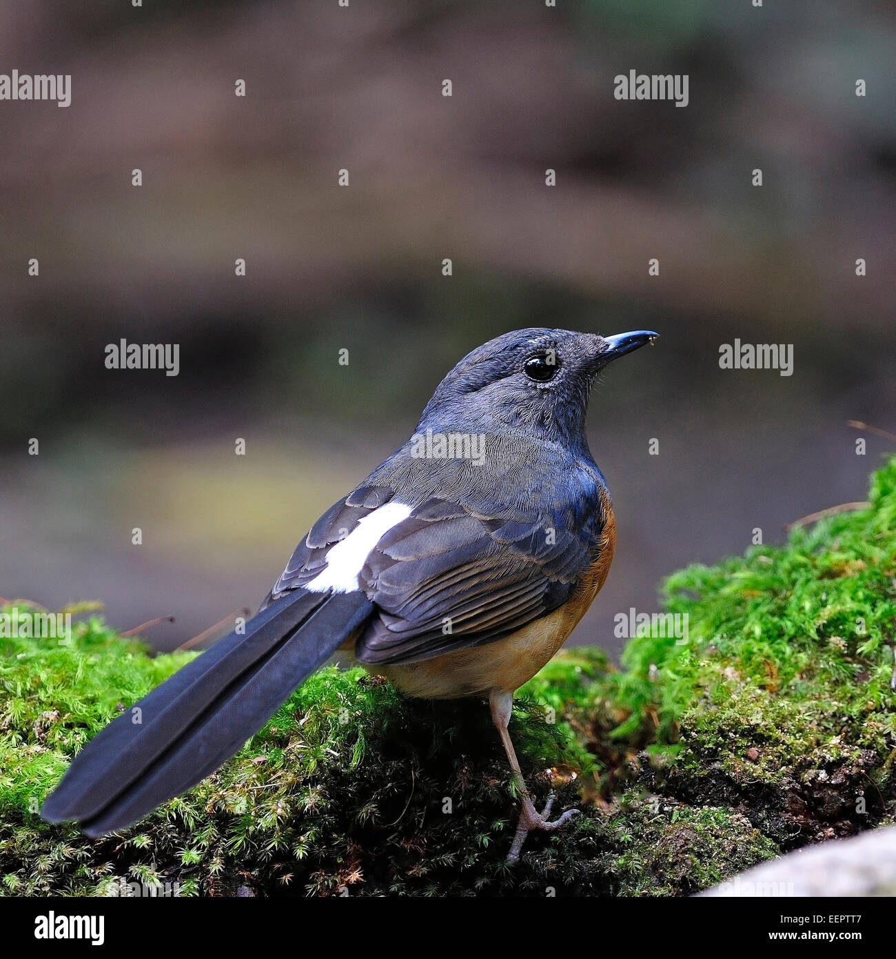 Shama bird hi-res stock photography and images - Alamy