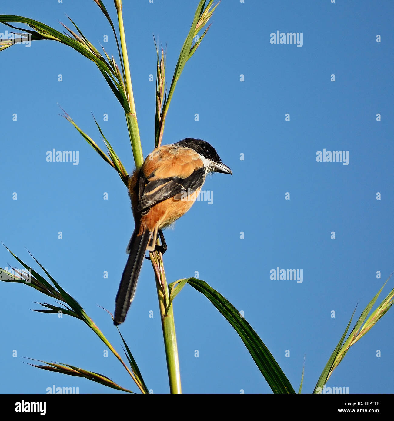 Long-tailed Shrike (Lanius schach), standing on the grass branch Stock Photo - Alamy