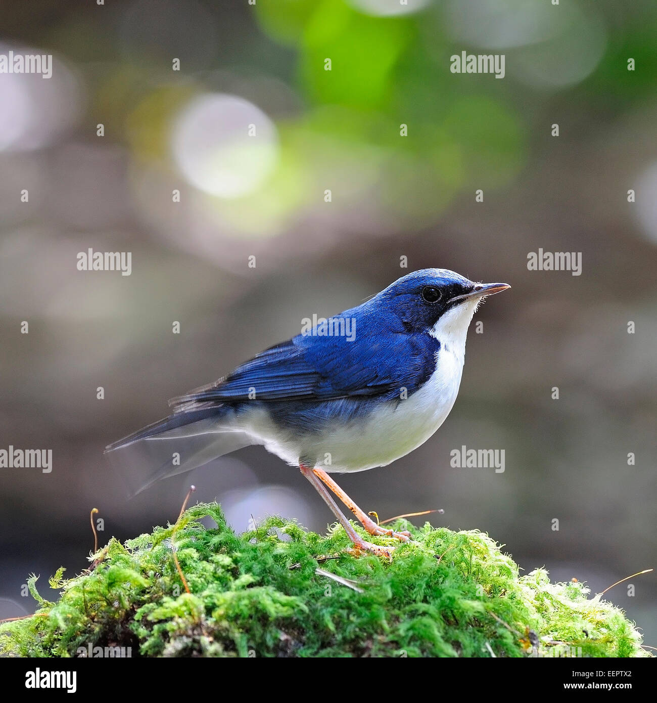 Little blue bird, male Siberian Blue Robin (Luscinia cyane), standing ...